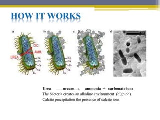 Calcite forming bacteria and production of biocement | PPTX