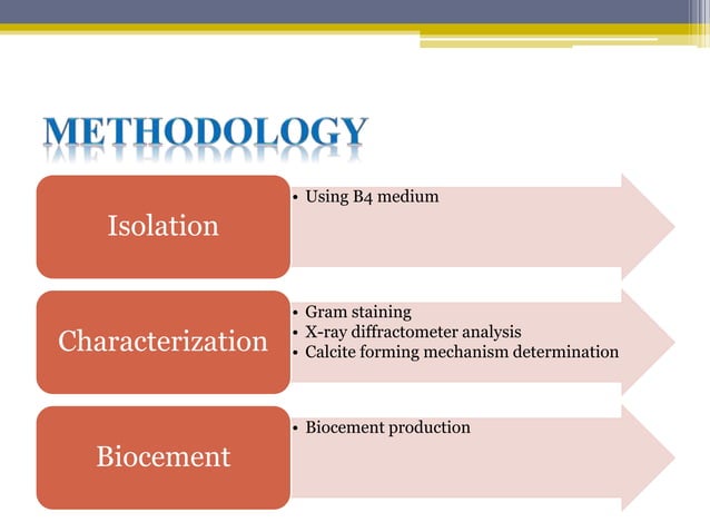 Calcite forming bacteria and production of biocement | PPTX