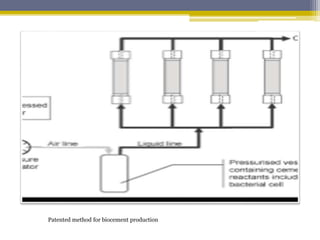 Calcite forming bacteria and production of biocement | PPTX