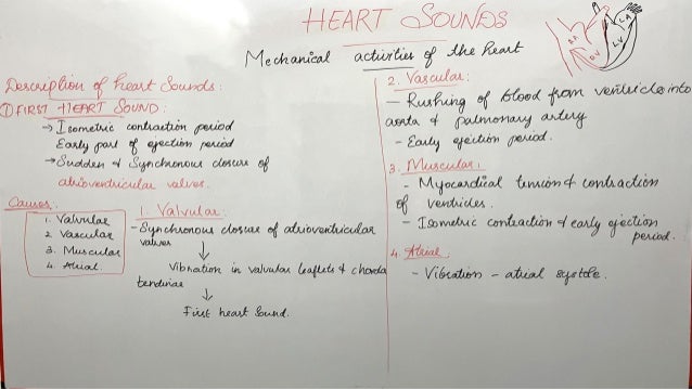 Important points about Heart sounds and Heart murmur | PDF