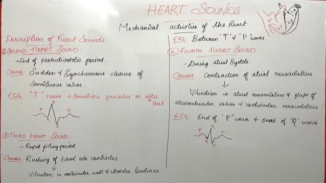 Important points about Heart sounds and Heart murmur | PDF