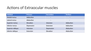 Physiology of Ocular Movements and Pathways | PPTX