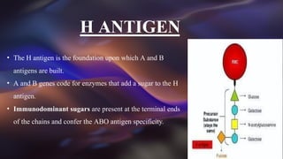 Bombay blood group and its all related info.ppt