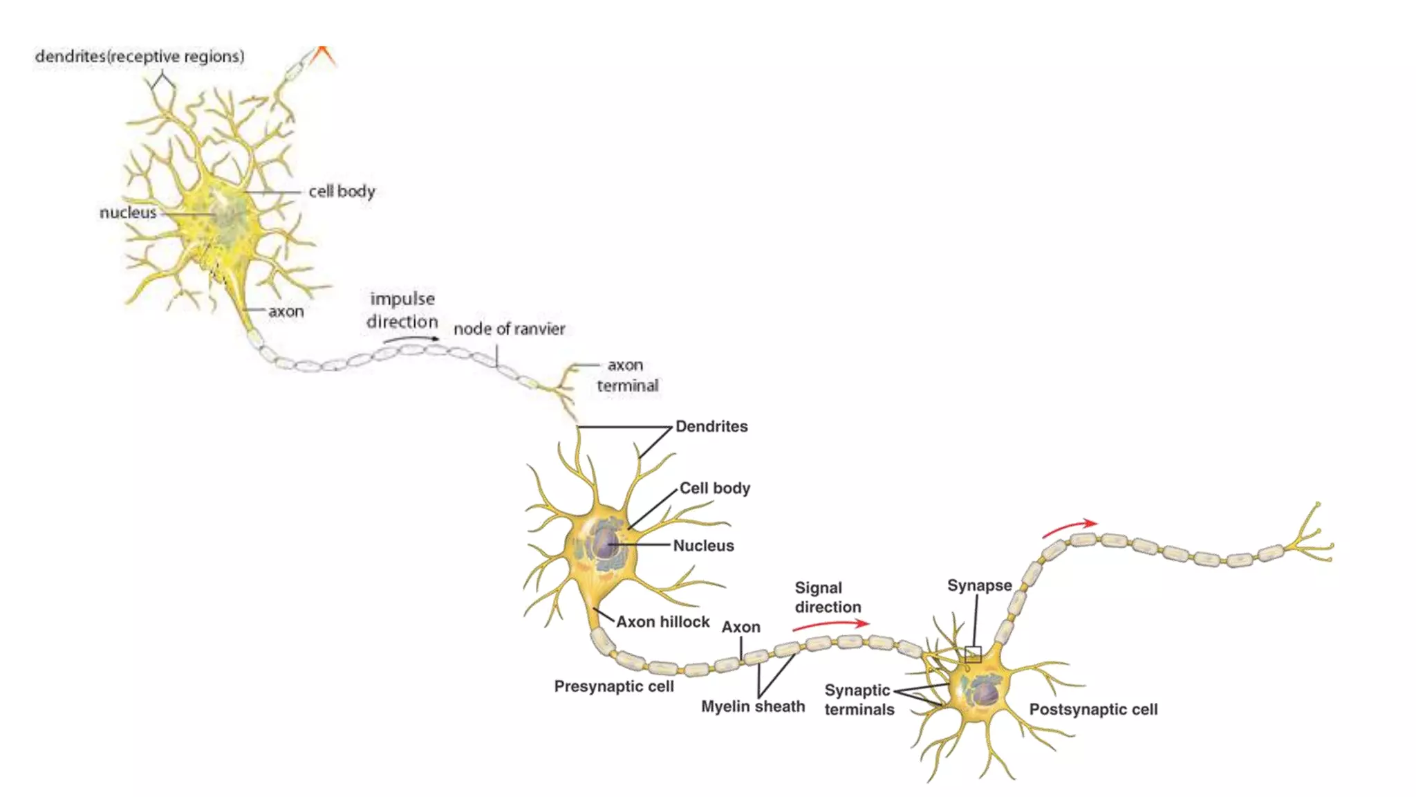 Nicotinic Acetylcholine Receptor (nAChR) Competitive Modulators ...