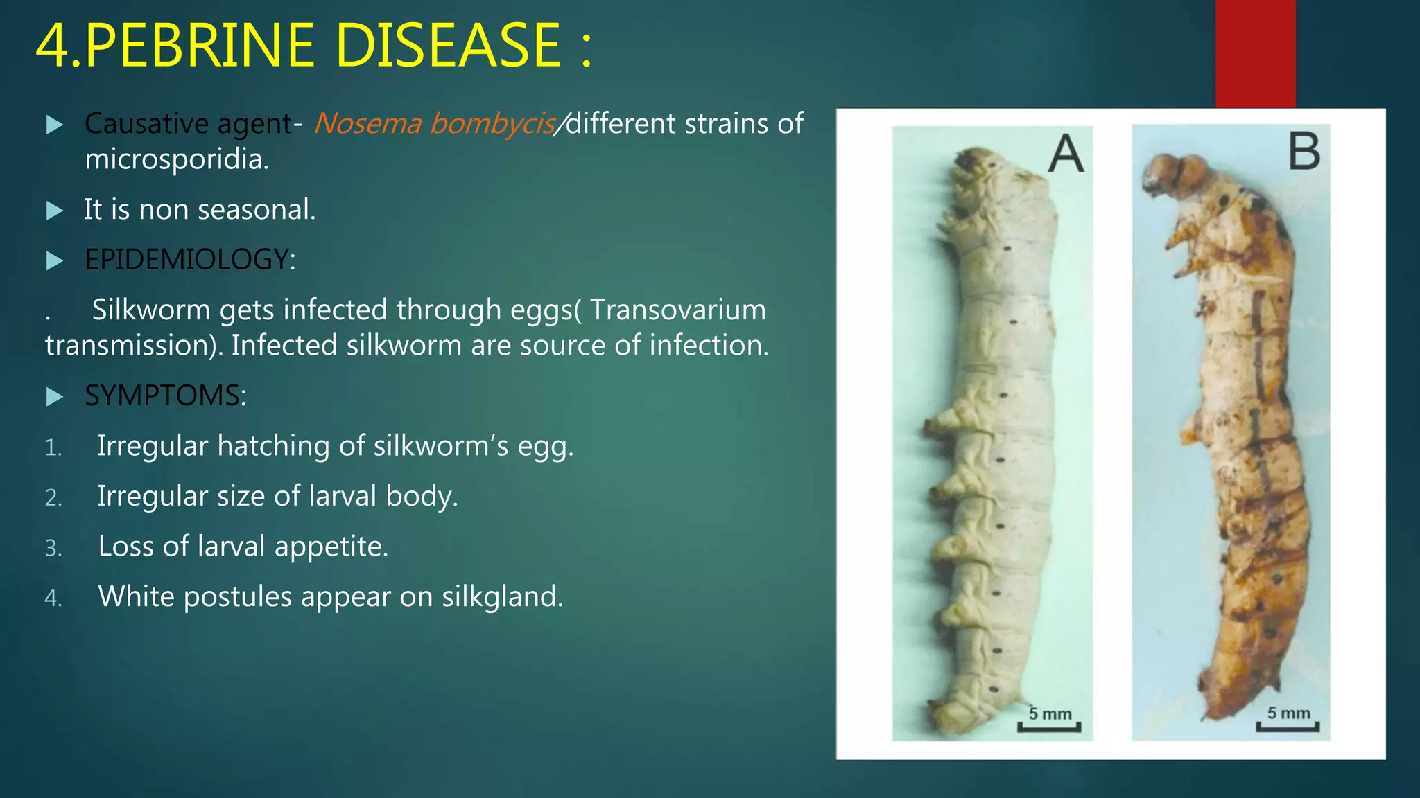 Presentation (1) diseases and pest of silkworm. | PPTX