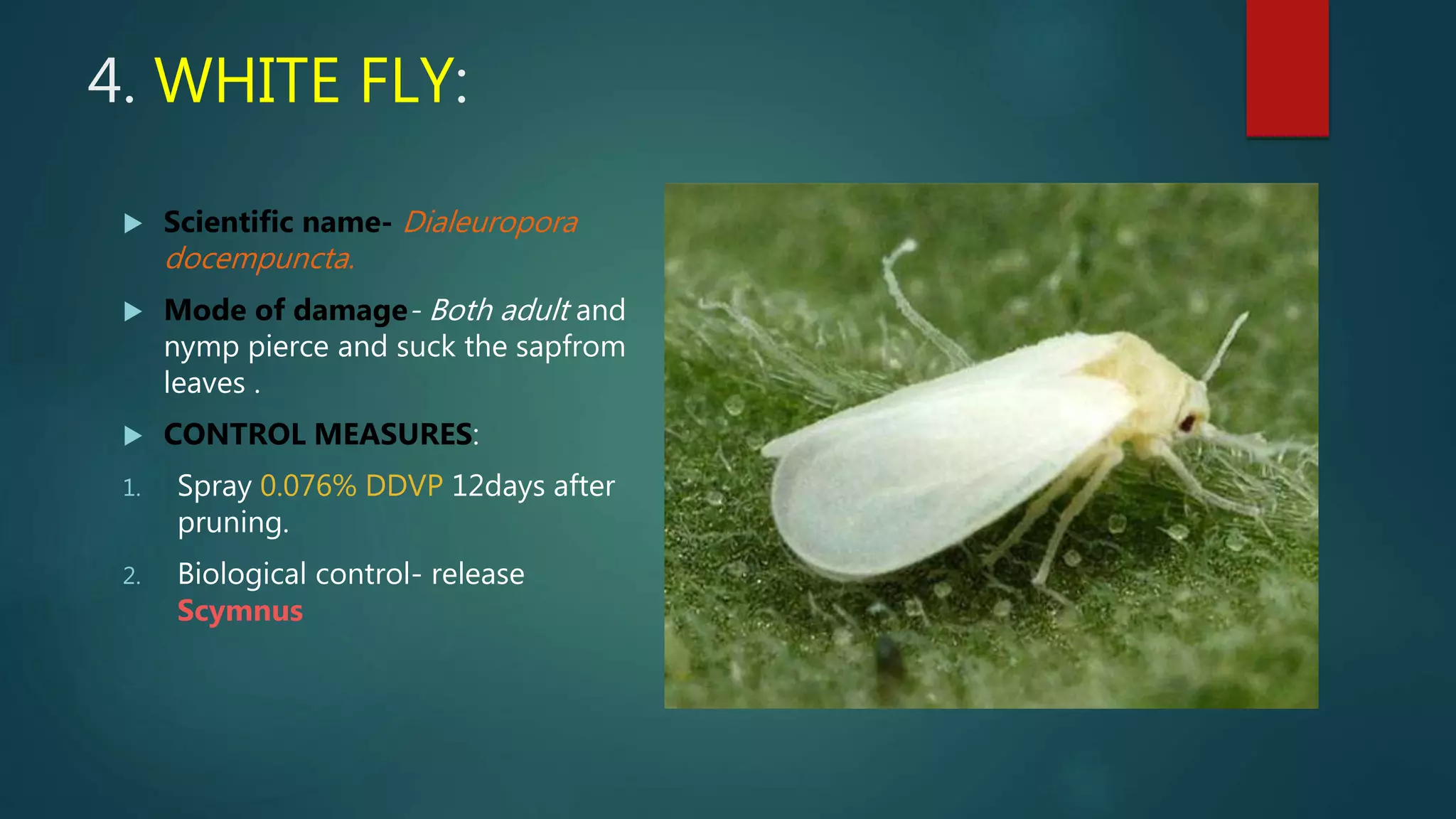 Presentation (1) diseases and pest of silkworm. | PPTX | Infectious ...
