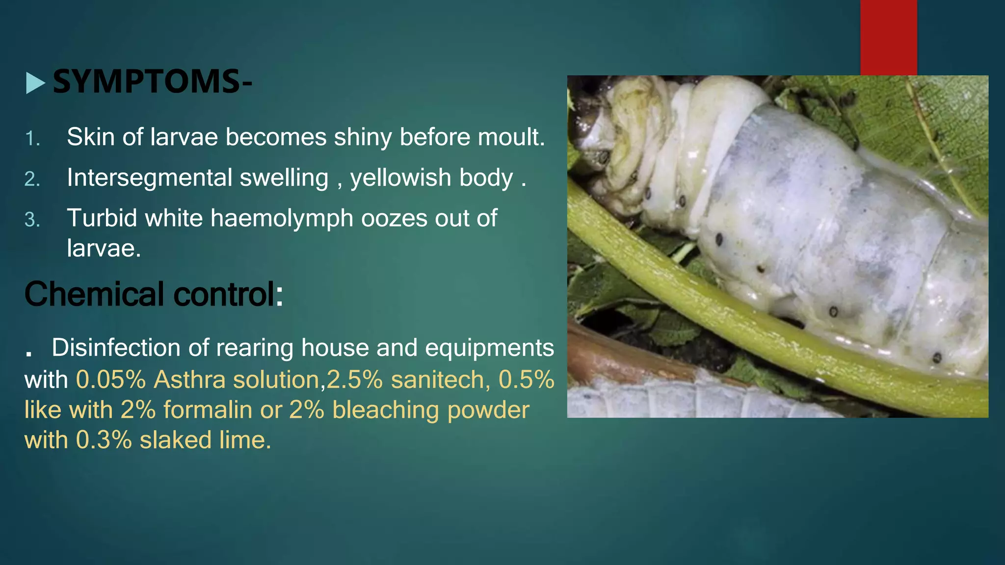 Presentation (1) diseases and pest of silkworm. | PPTX