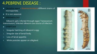 Presentation (1) diseases and pest of silkworm. | PPTX