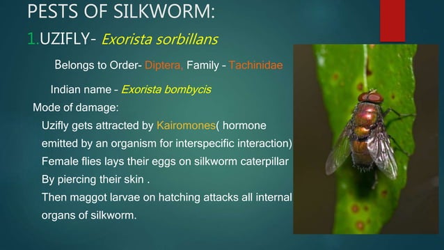 Presentation (1) diseases and pest of silkworm. | PPTX | Infectious Diseases | Diseases and ...