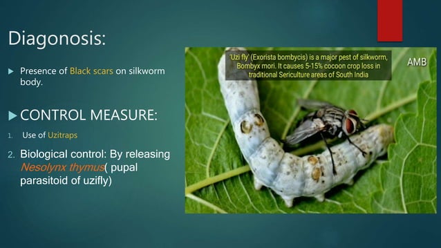 Presentation (1) diseases and pest of silkworm. | PPTX | Infectious Diseases | Diseases and ...