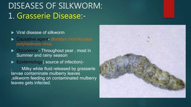 Presentation (1) diseases and pest of silkworm. | PPTX | Infectious ...