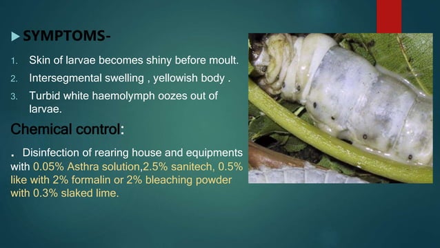 Presentation (1) diseases and pest of silkworm. | PPTX | Infectious Diseases | Diseases and ...