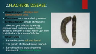 Presentation (1) diseases and pest of silkworm. | PPTX