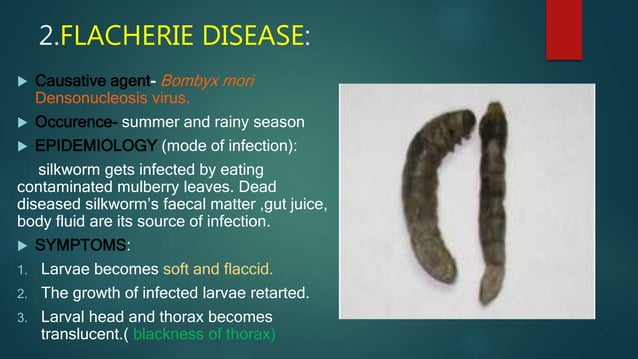 Presentation (1) diseases and pest of silkworm. | PPTX | Infectious ...