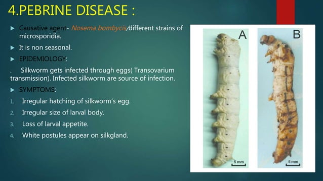 Presentation (1) diseases and pest of silkworm. | PPT