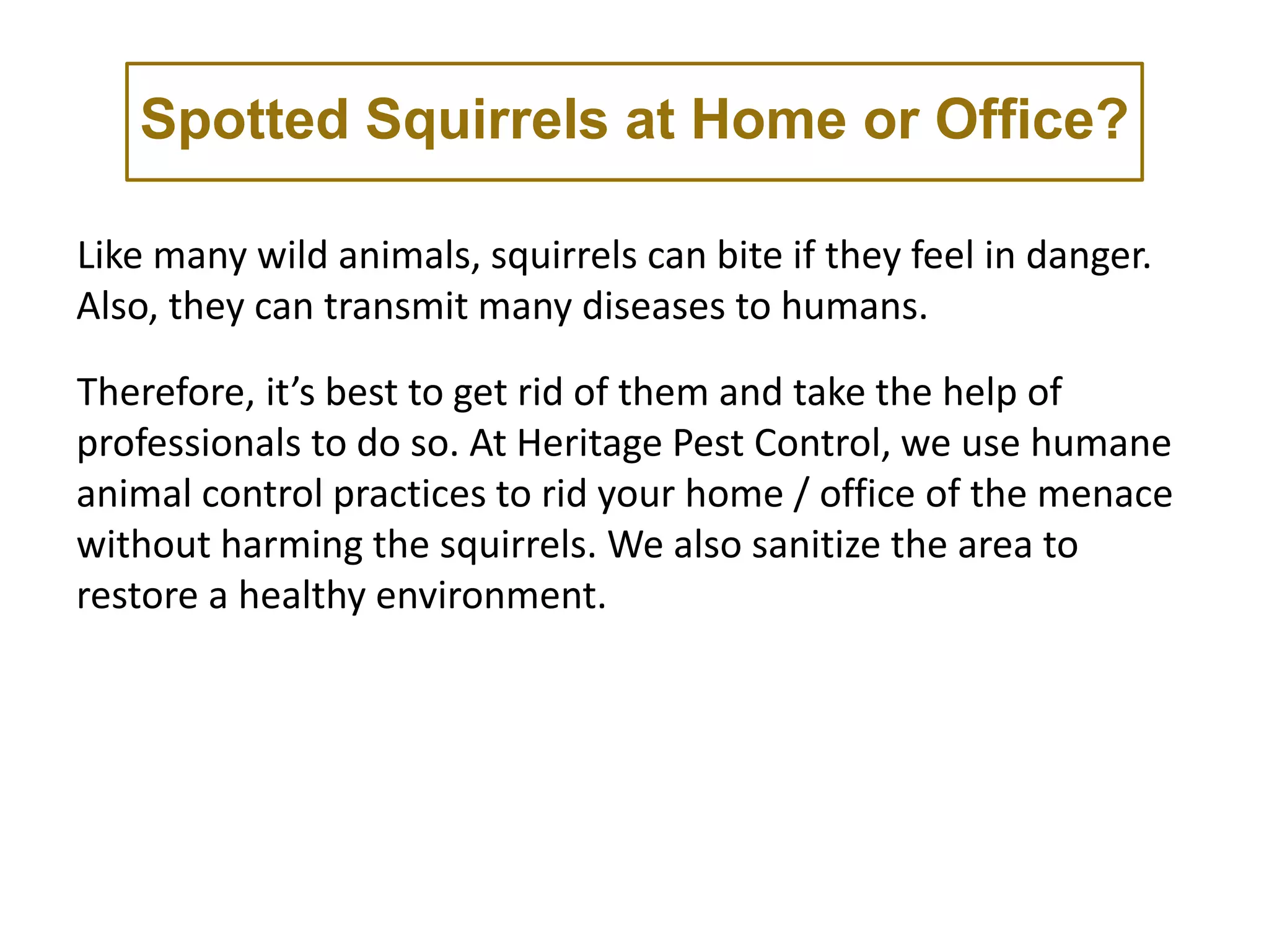 Squirrels, the Cute Monsters | PPTX