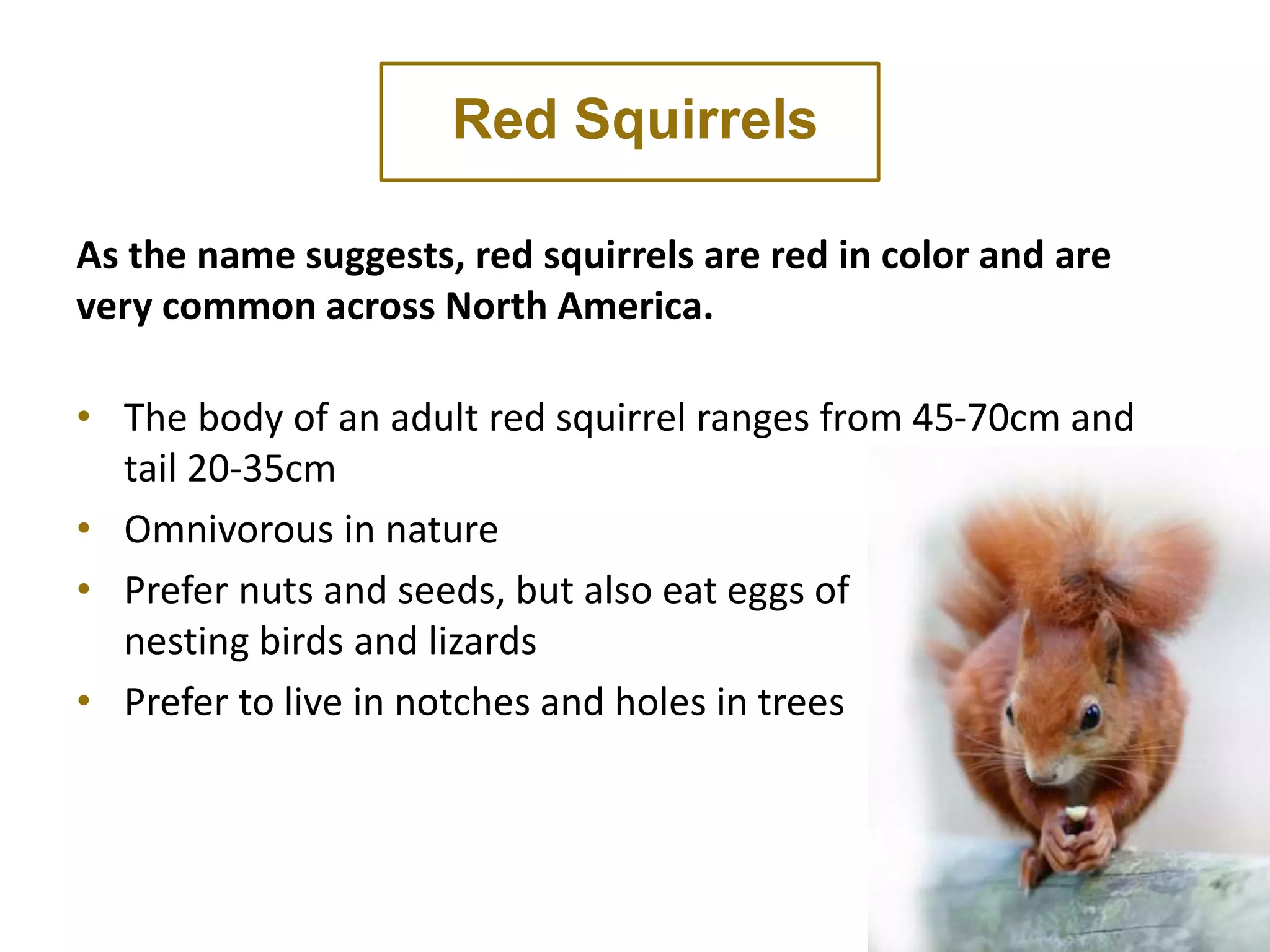 Squirrels, the Cute Monsters | PPTX