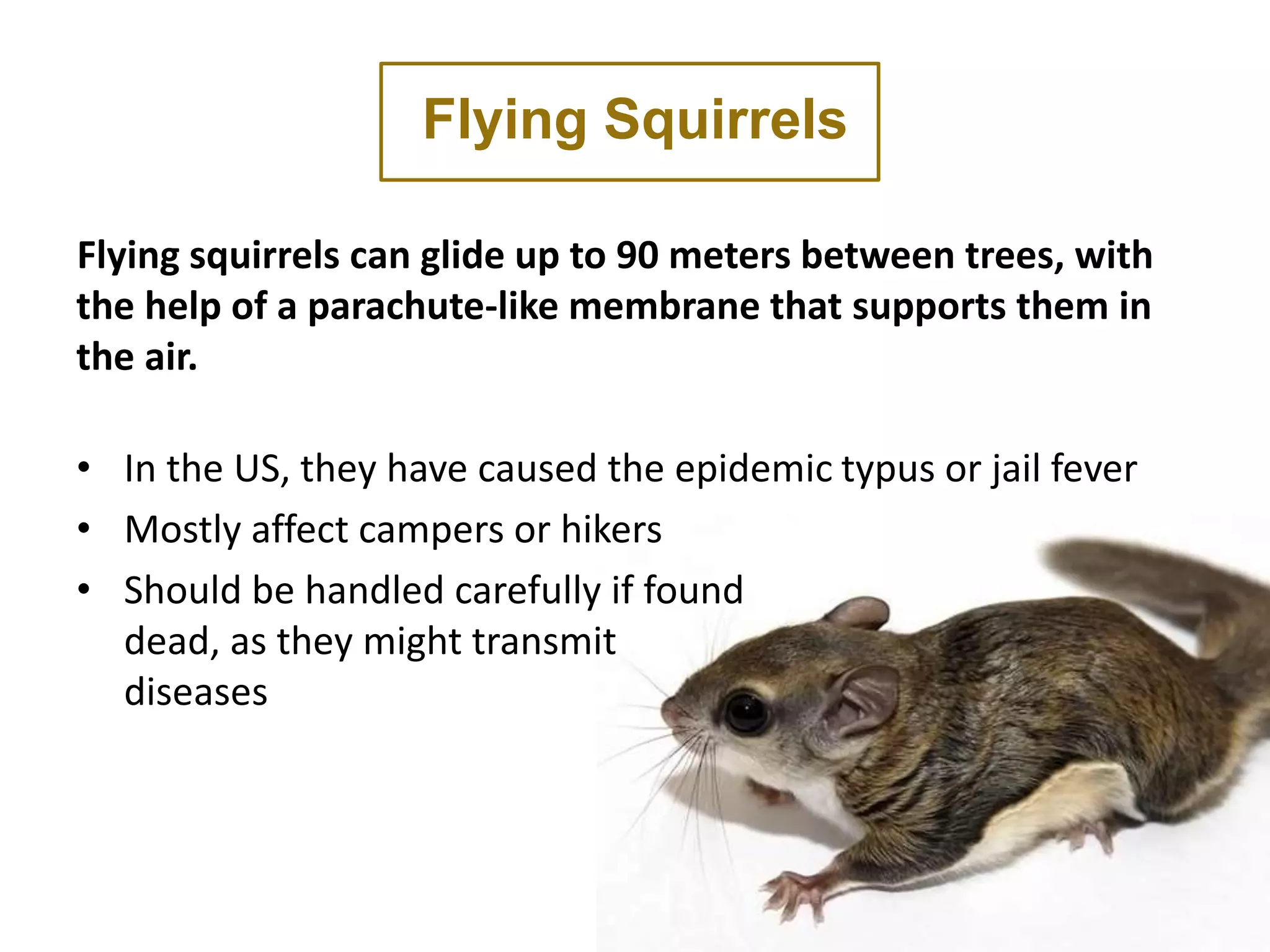 Squirrels, the Cute Monsters | PPTX