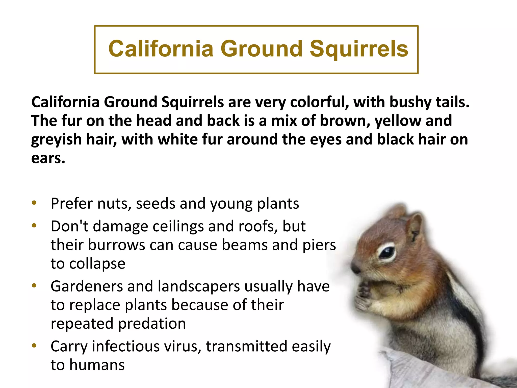 Squirrels, the Cute Monsters | PPTX