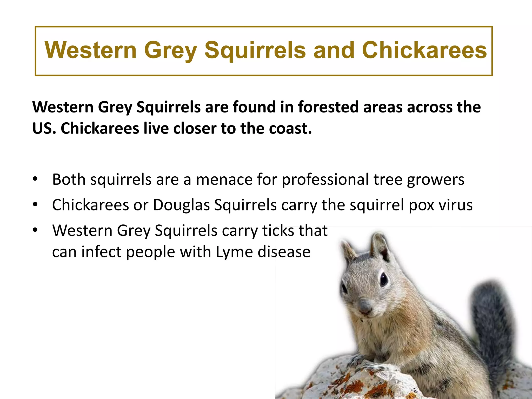 Squirrels, the Cute Monsters | PPTX