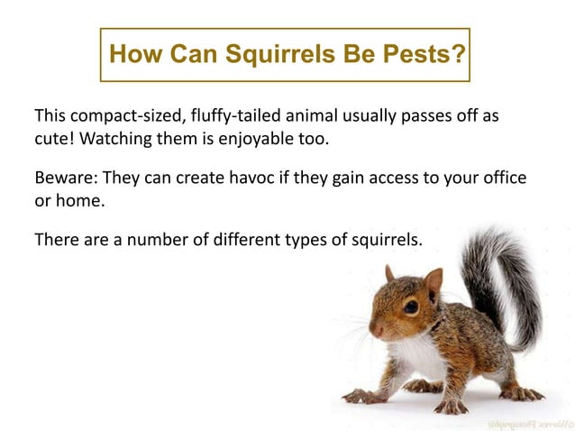 Squirrels, the Cute Monsters | PPT
