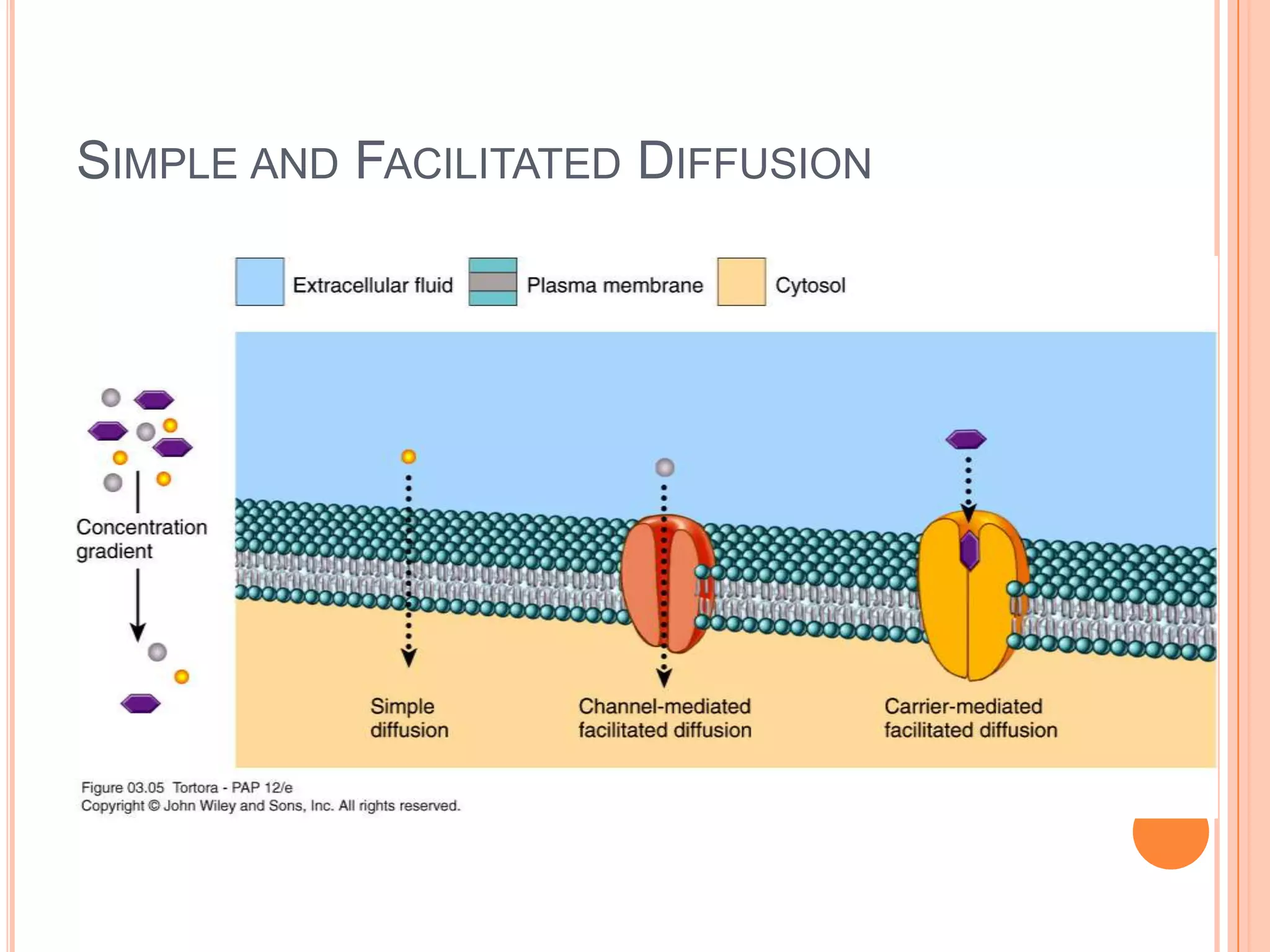 Presentation1 osmosis and diffusion | PPT