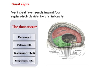 Dural Septae