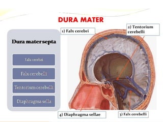 Dural Septae
