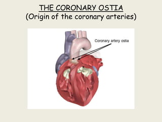 ppt of anatomy of heart & ML imp | PPTX