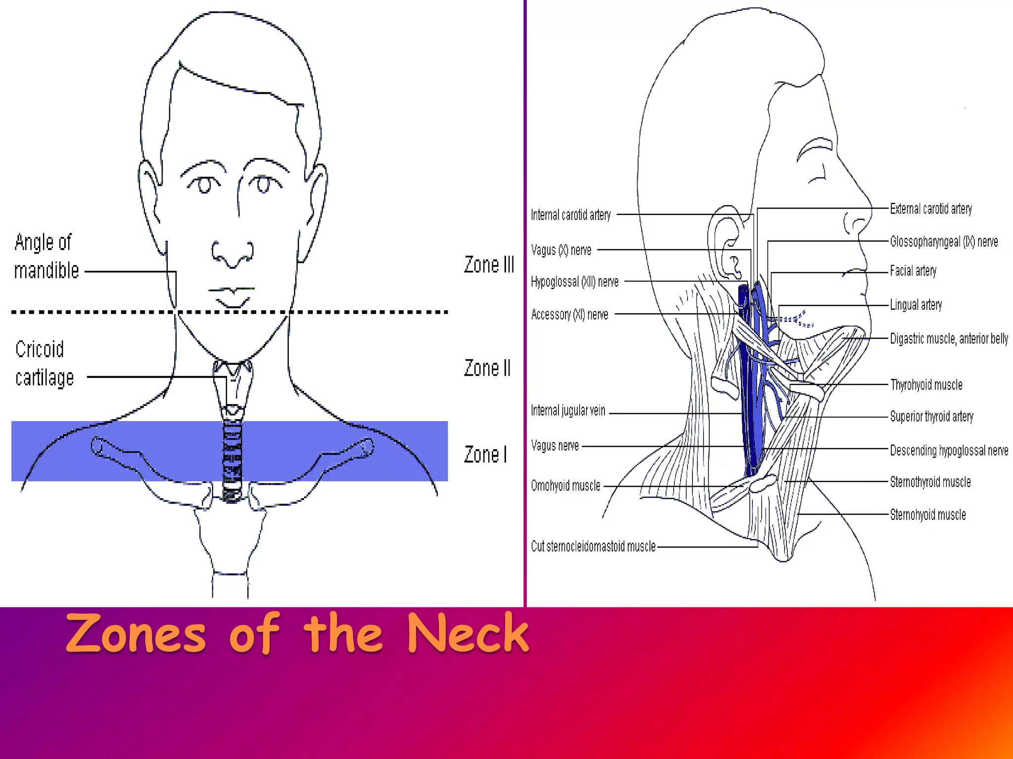 Ppt of anatomy of neck & ML imp | PPTX