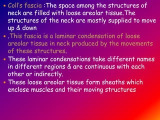 Ppt of anatomy of neck & ML imp | PPTX