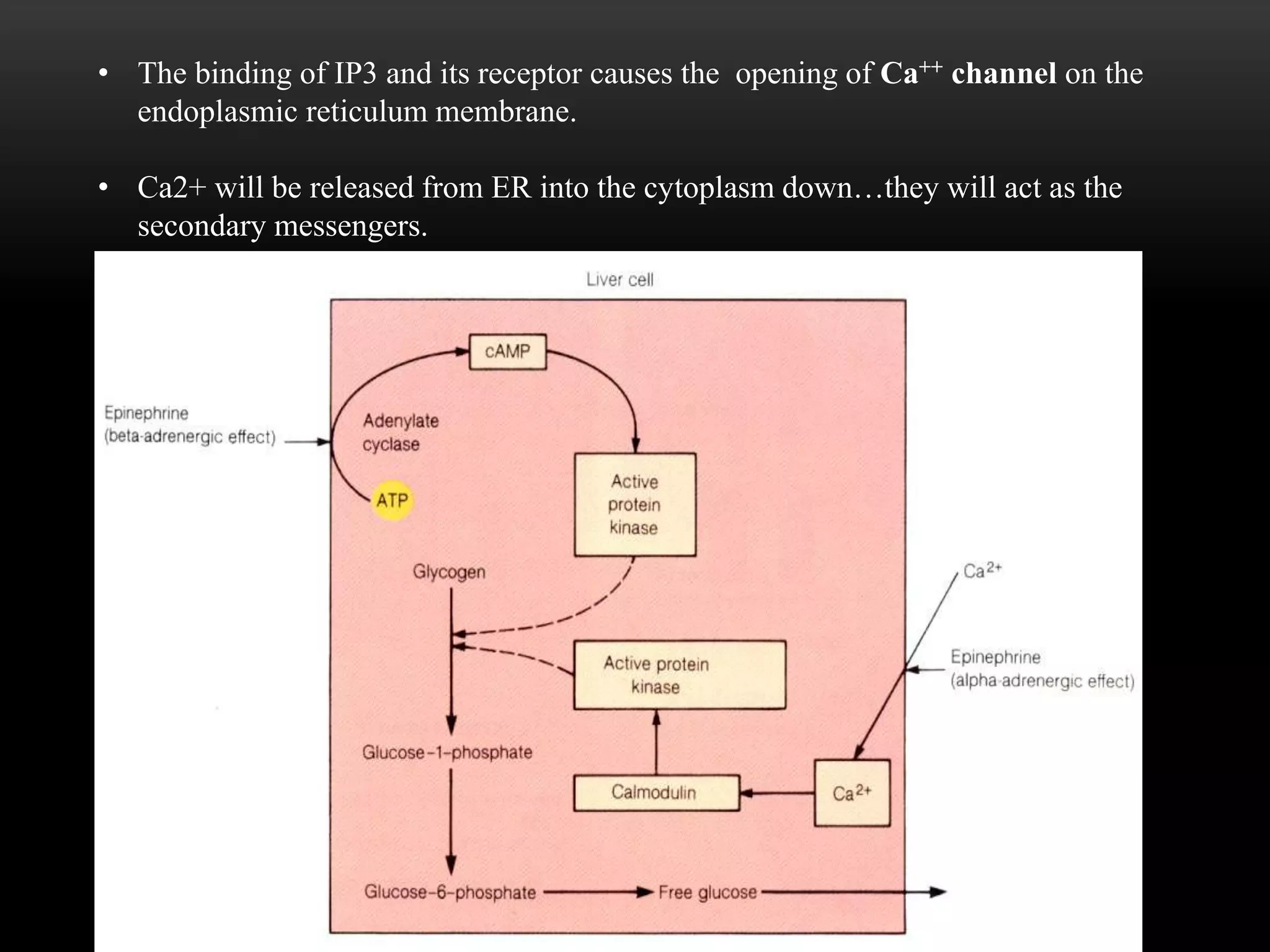 Signal transduction... an introduction | PPT