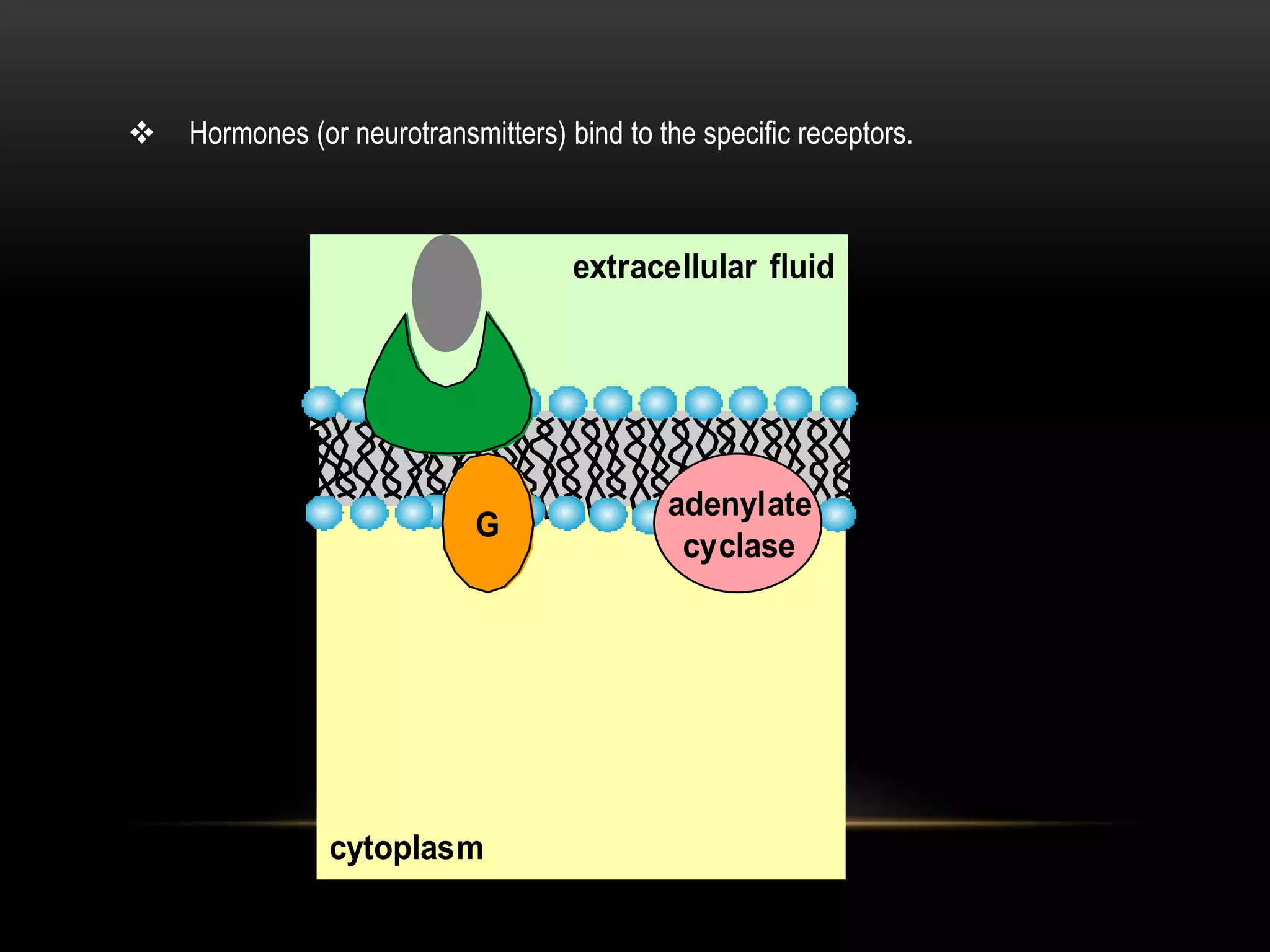 Signal transduction... an introduction | PPT