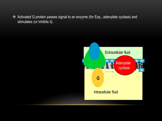 Signal transduction... an introduction | PPT