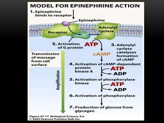 Signal transduction... an introduction | PPT