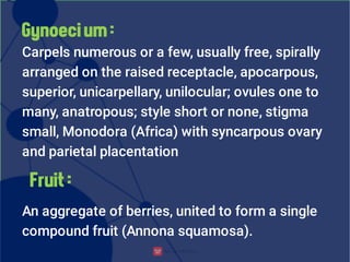 Family Of Annonaceae | PPT