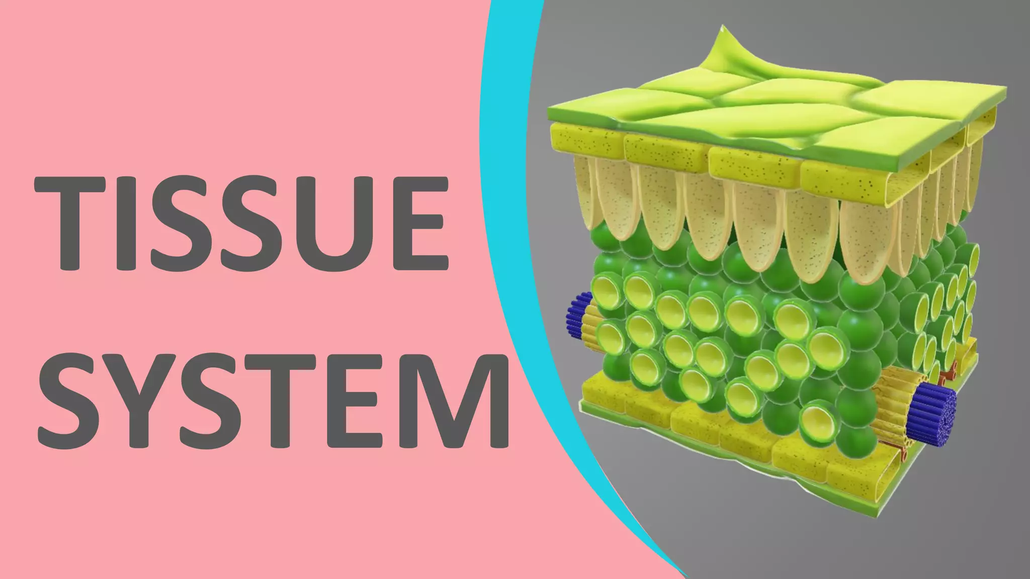 Tissue System in plant | PDF