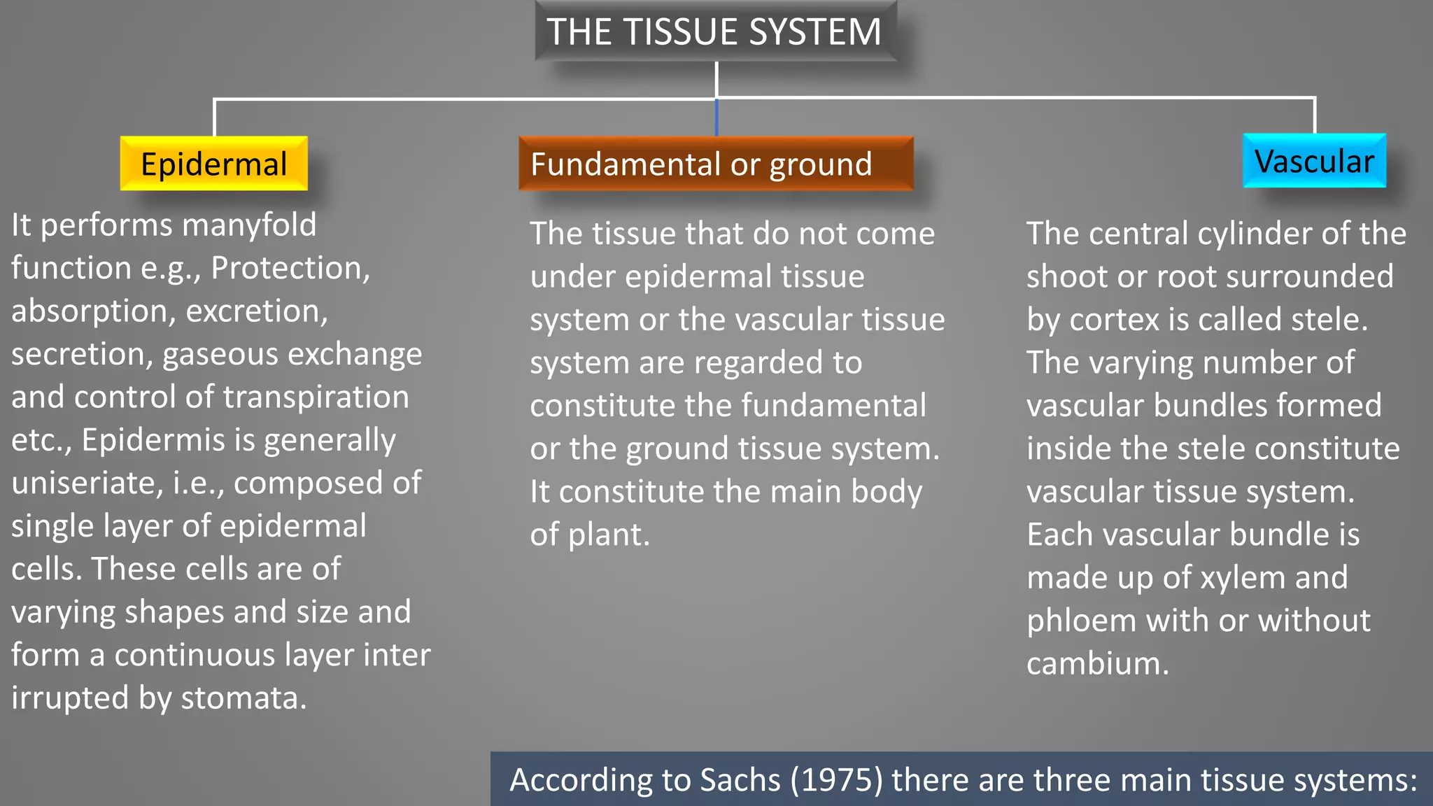 Tissue System in plant | PDF