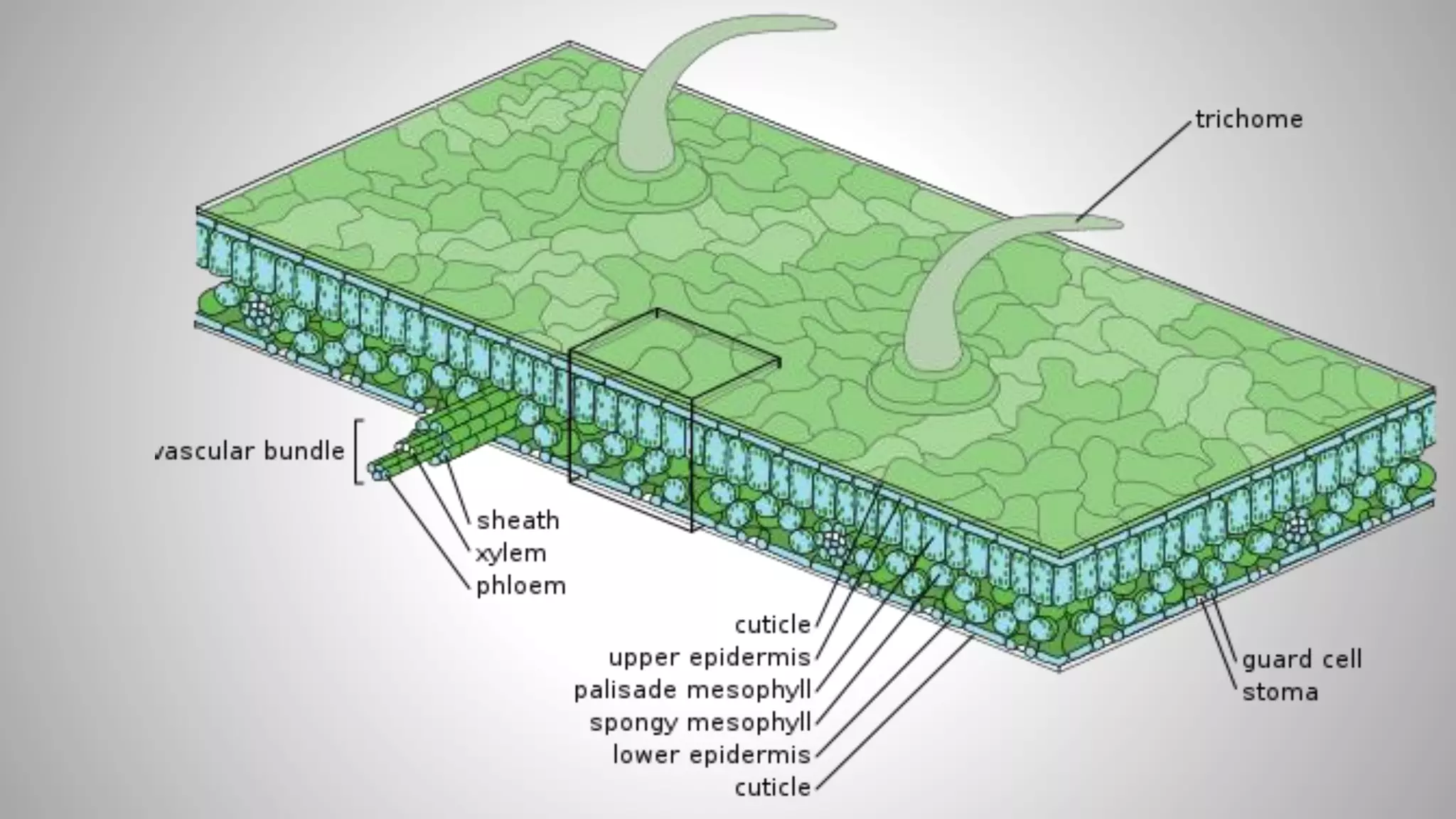 Tissue System in plant | PDF
