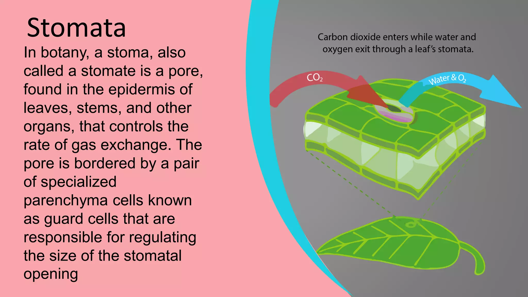 Tissue System in plant | PDF