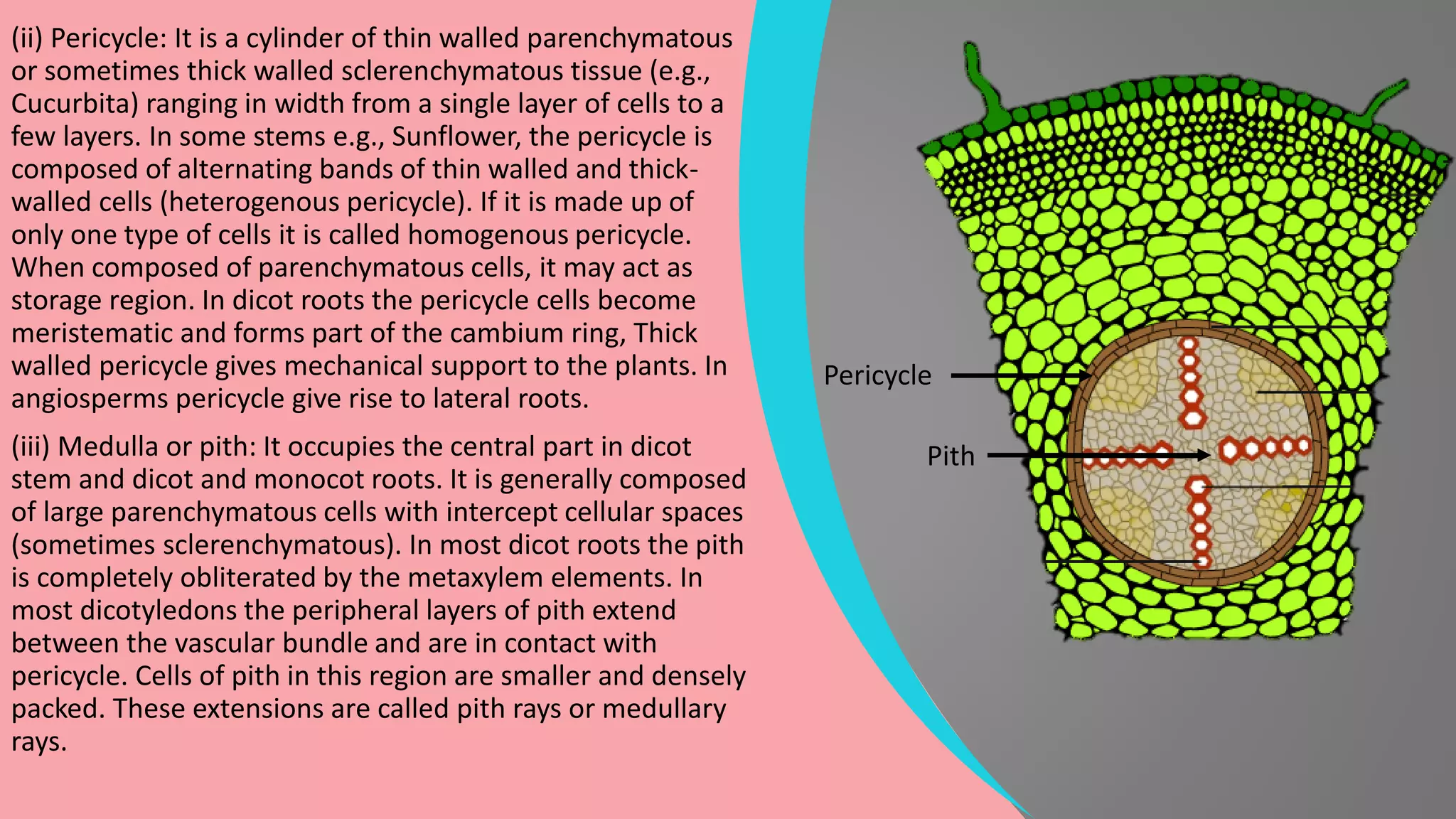 Tissue System in plant | PDF