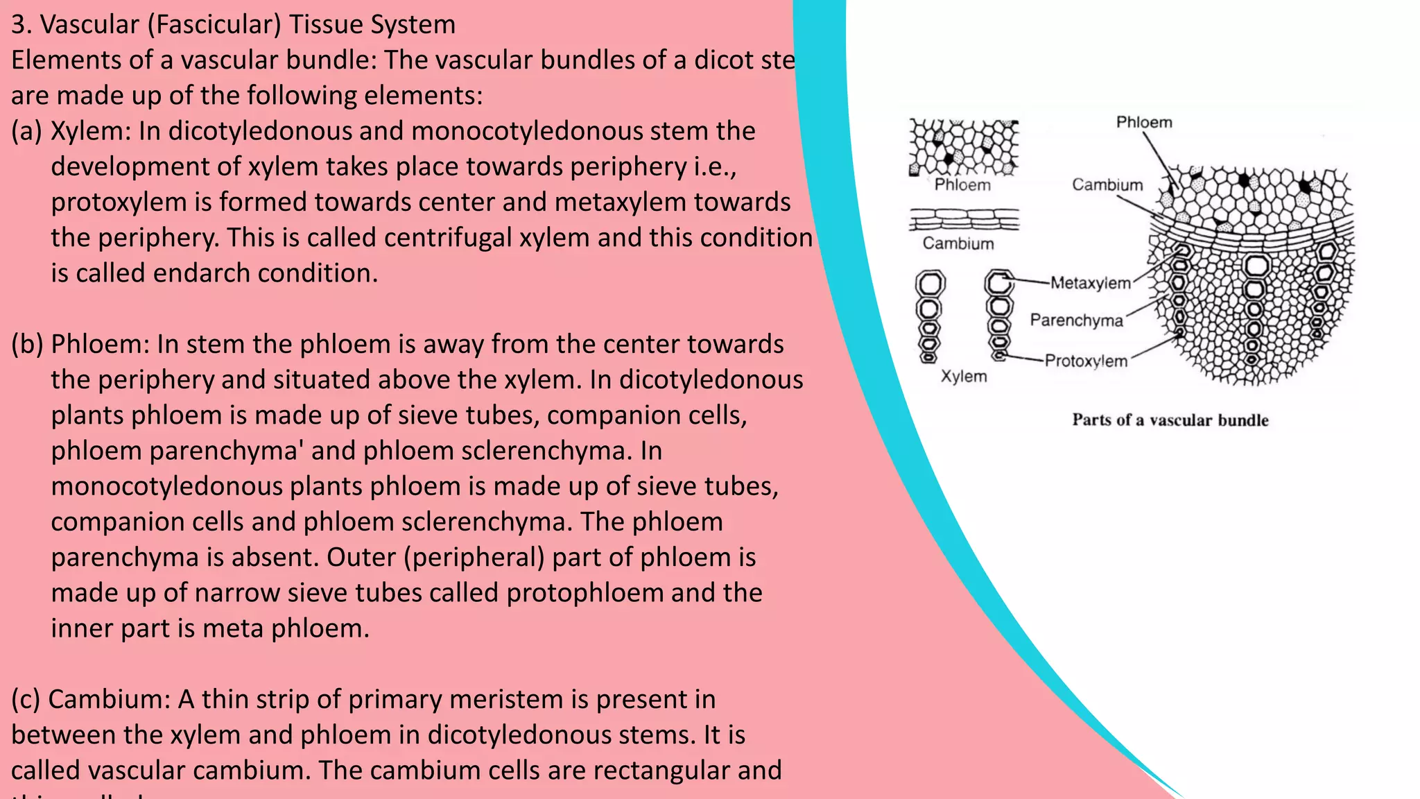Tissue System in plant | PDF