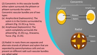 Tissue System in plant | PDF