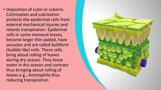 Tissue System in plant | PDF