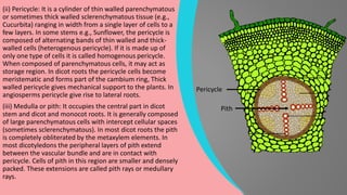 Tissue System in plant | PDF