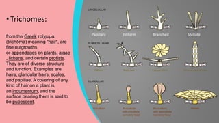 Tissue System in plant | PPT