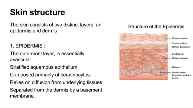 Split thickness skin grafting presentation.pptx