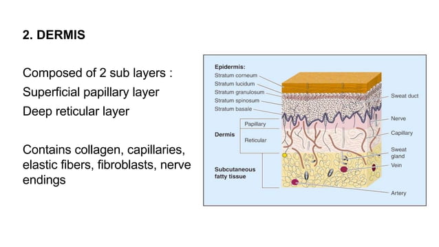 Split thickness skin grafting presentation.pptx