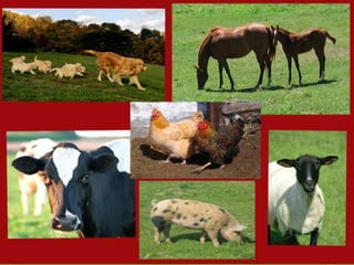 cattle and poultry farming | PPTX