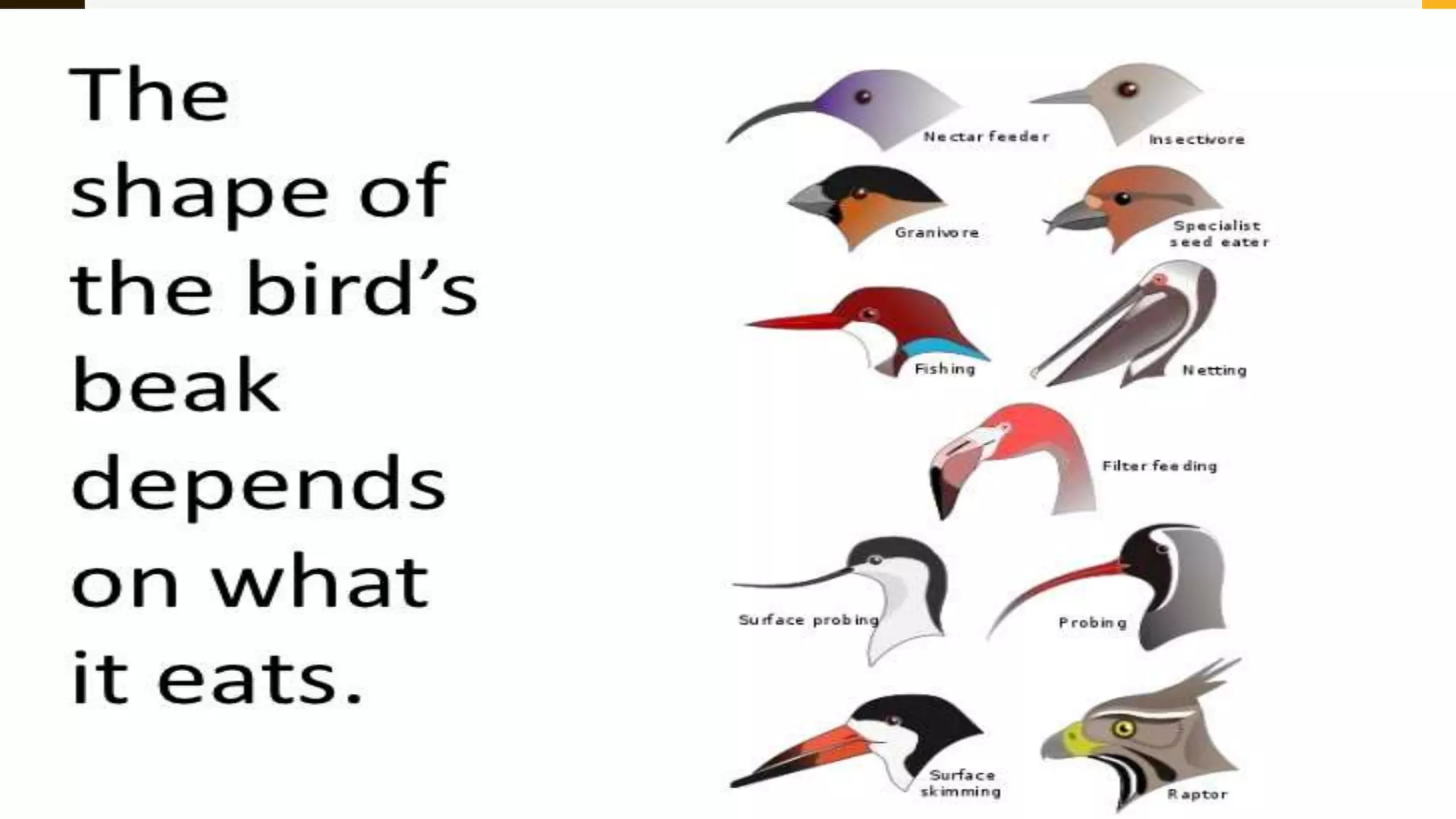 birds ppt | PPT